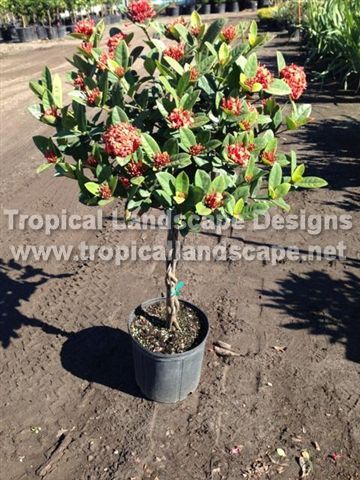 Tropical Landscaping Designs of Tampa Bay