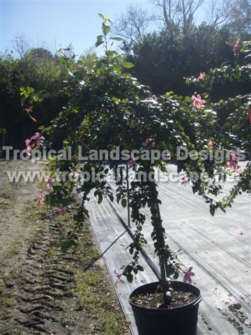 Tropical Landscaping Designs of Tampa Bay