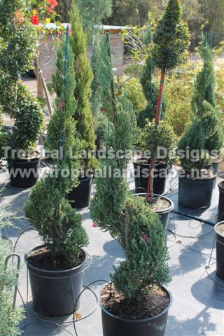 Tropical Landscaping Designs of Tampa Bay