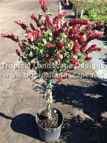 Tropical Landscaping Designs of Tampa Bay