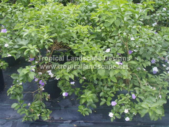 Tropical Landscaping Designs of Tampa Bay