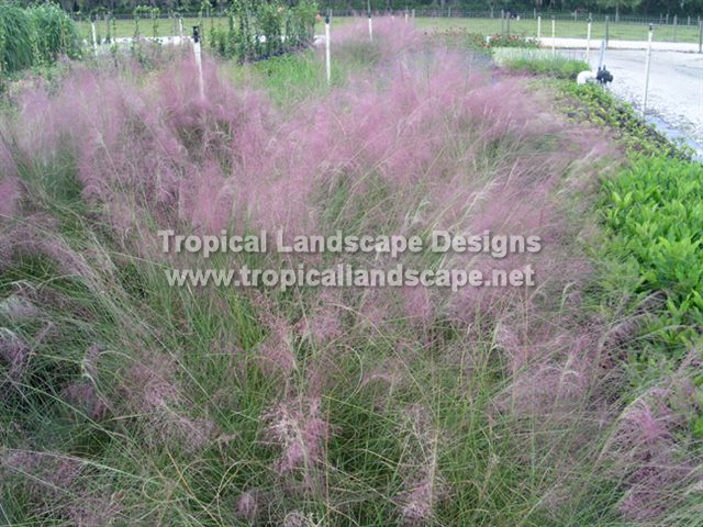 Tropical Landscaping Designs of Tampa Bay