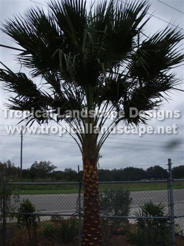 Tropical Landscaping Designs of Tampa Bay