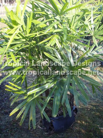 Tropical Landscaping Designs of Tampa Bay