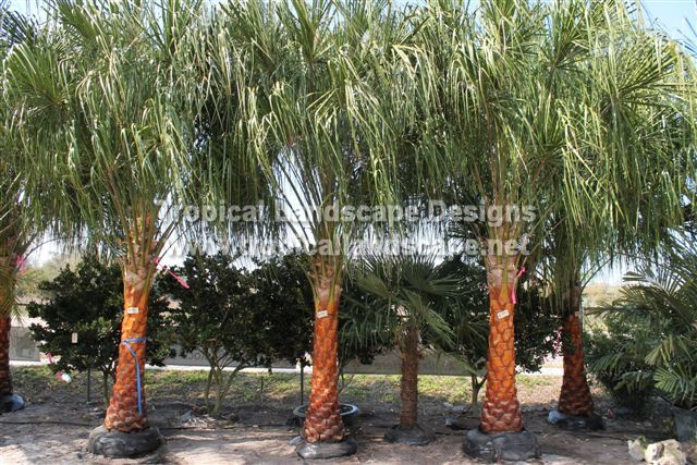Tropical Landscaping Designs of Tampa Bay