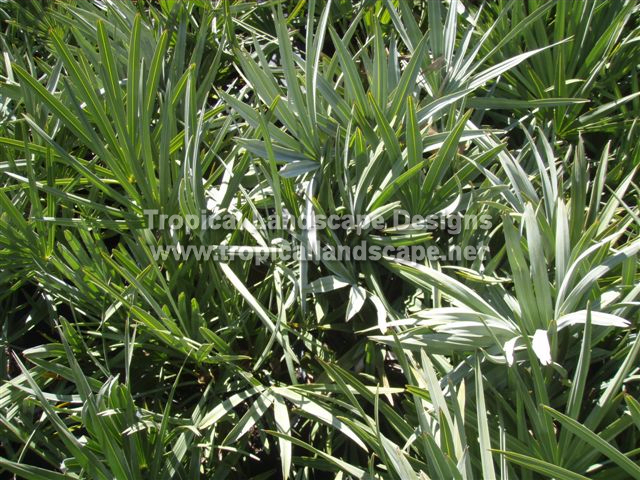 Tropical Landscaping Designs of Tampa Bay