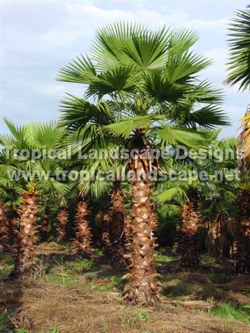 Tropical Landscaping Designs of Tampa Bay