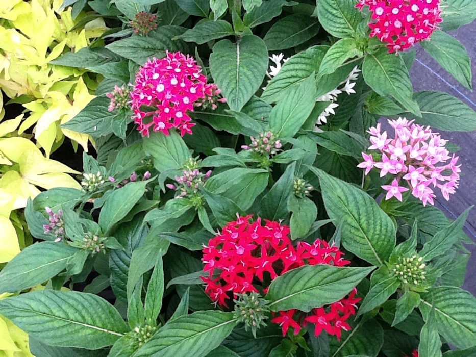 Tropical Landscaping Designs of Tampa Bay