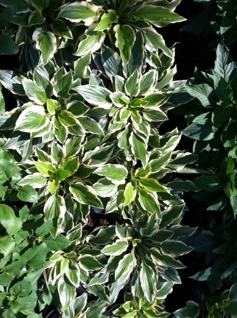 Tropical Landscaping Designs of Tampa Bay