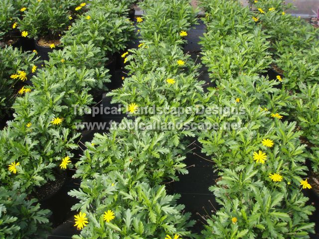 Tropical Landscaping Designs of Tampa Bay