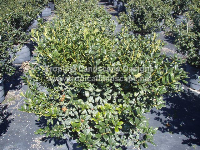 Tropical Landscaping Designs of Tampa Bay