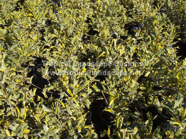 Tropical Landscaping Designs of Tampa Bay