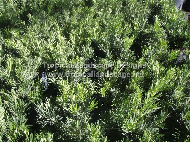 Tropical Landscaping Designs of Tampa Bay