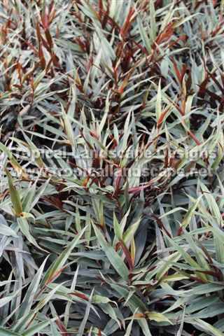 Tropical Landscaping Designs of Tampa Bay