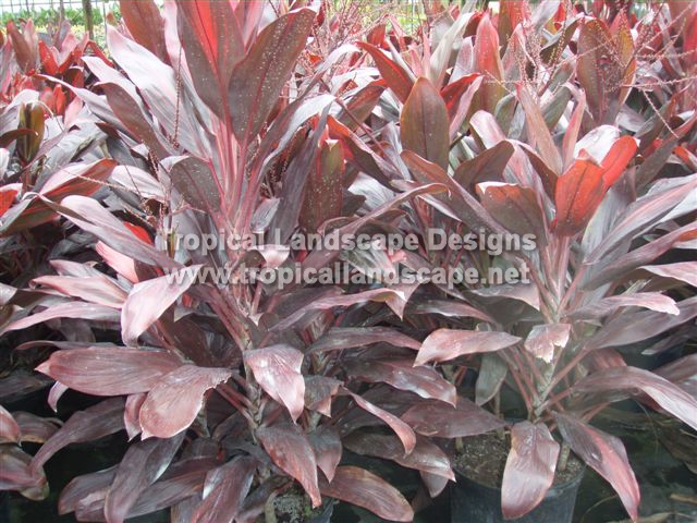 Tropical Landscaping Designs of Tampa Bay