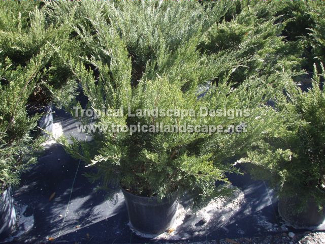 Tropical Landscaping Designs of Tampa Bay