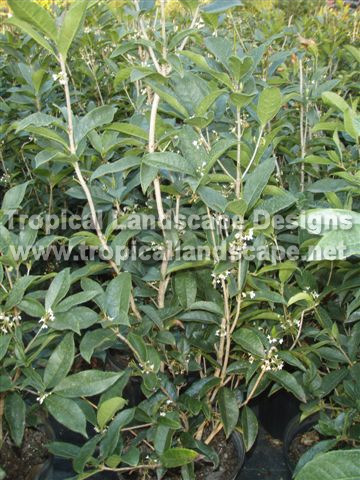 Tropical Landscaping Designs of Tampa Bay