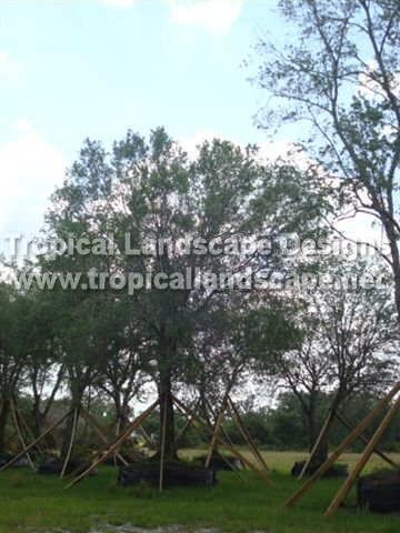 Tropical Landscaping Designs of Tampa Bay