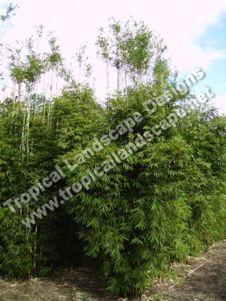 Tropical Landscaping Designs of Tampa Bay