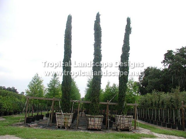 Tropical Landscaping Designs of Tampa Bay