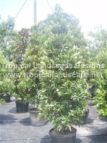 Tropical Landscaping Designs of Tampa Bay