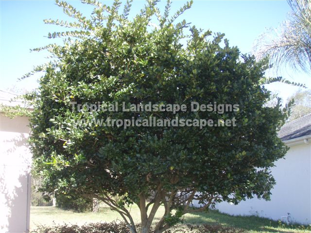 Tropical Landscaping Designs of Tampa Bay