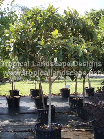 Tropical Landscaping Designs of Tampa Bay