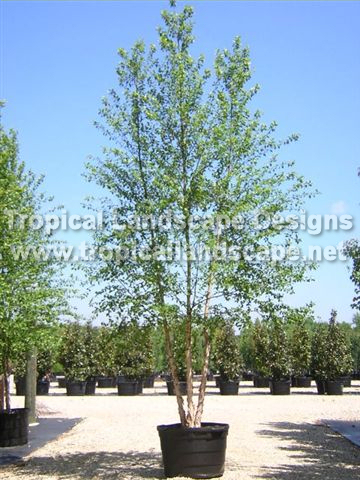 Tropical Landscaping Designs of Tampa Bay