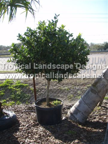 Tropical Landscaping Designs of Tampa Bay